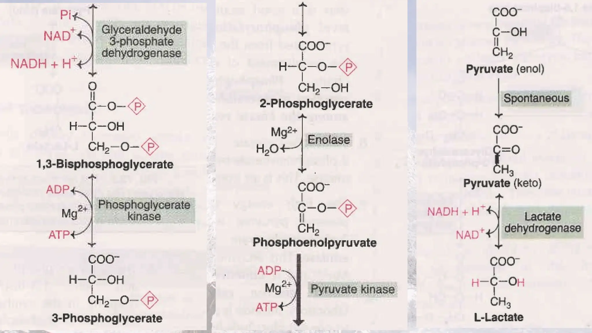 Glycolysis (Embden-Meyerhof pathway -Carbohydrate metabolism) | PPTX