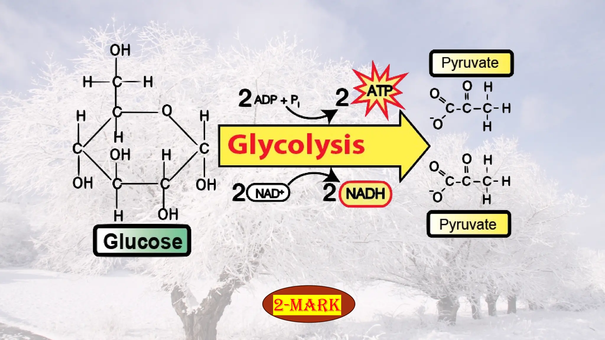 Glycolysis (Embden-Meyerhof pathway -Carbohydrate metabolism) | PPTX
