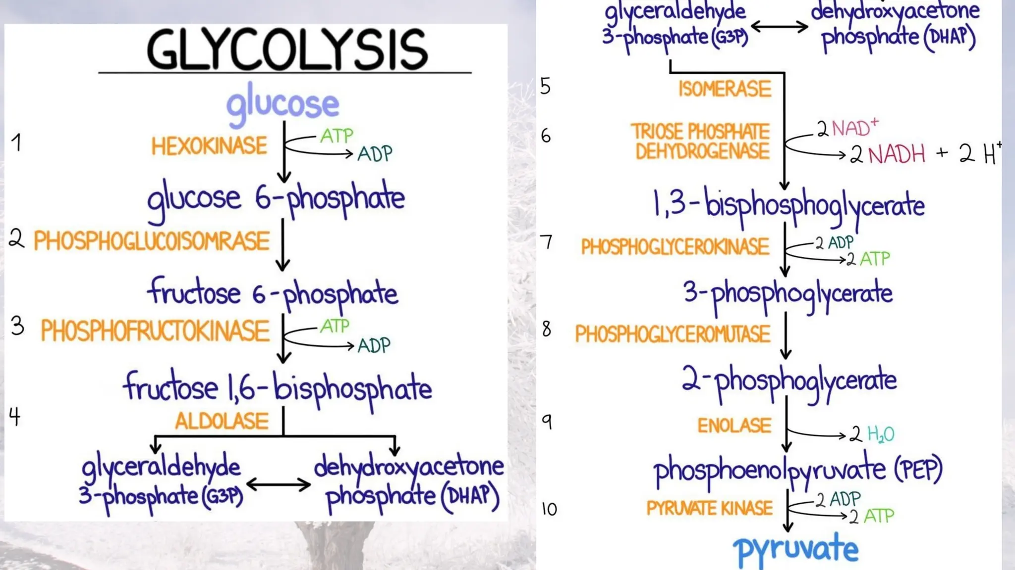Glycolysis (Embden-Meyerhof pathway -Carbohydrate metabolism) | PPTX