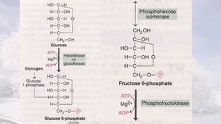 Glycolysis (Embden-Meyerhof pathway -Carbohydrate metabolism) | PPT
