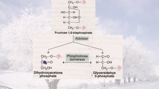 Glycolysis (Embden-Meyerhof pathway -Carbohydrate metabolism) | PPT