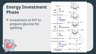 Glycolysis (cellular respiration pathway) | PPTX