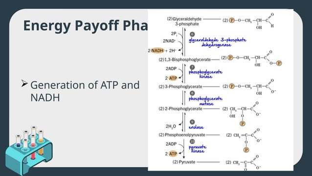 Glycolysis (cellular respiration pathway) | PPTX