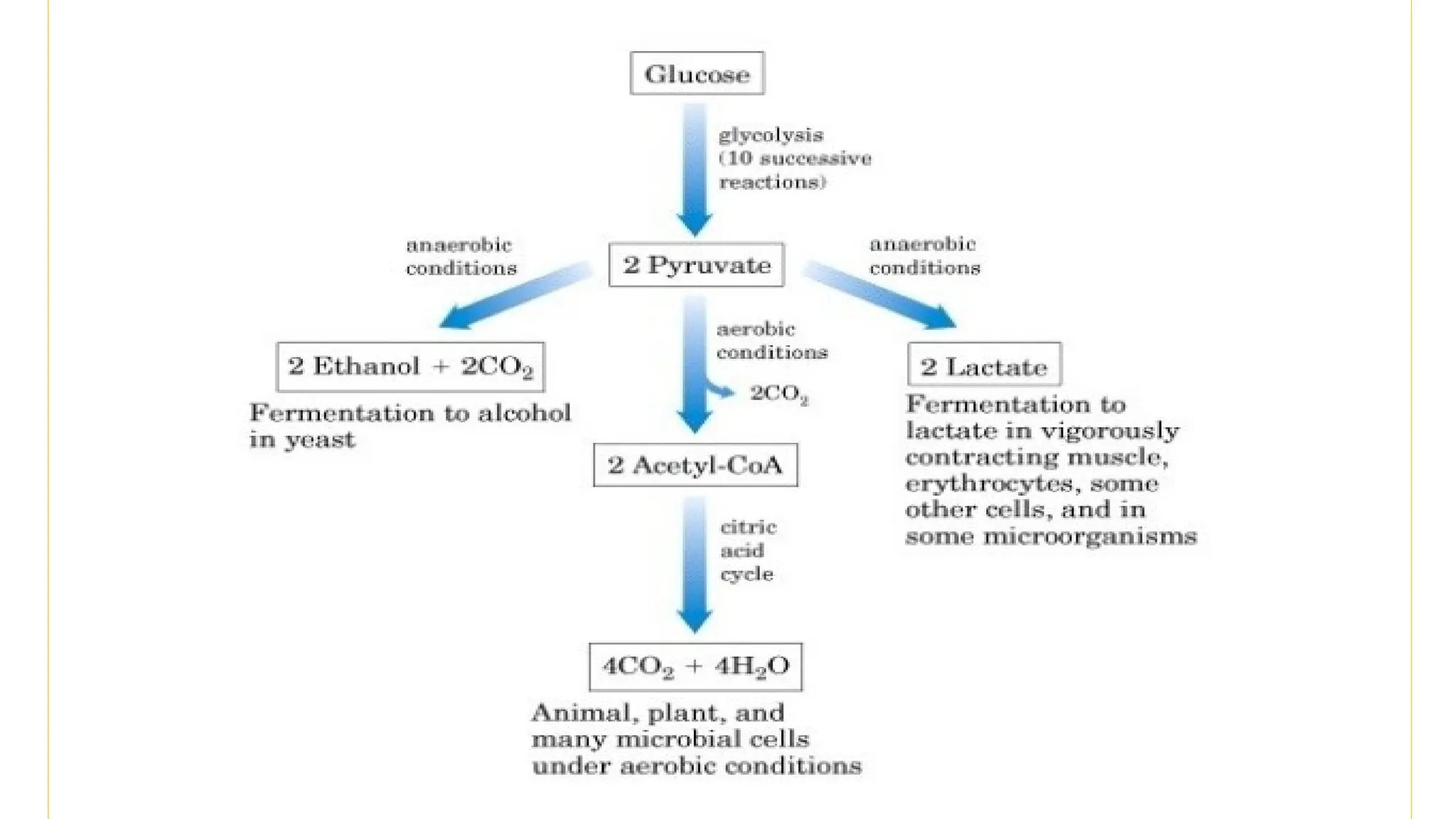 Glycolysis - breakdown of glucose in pyruvate.pptx