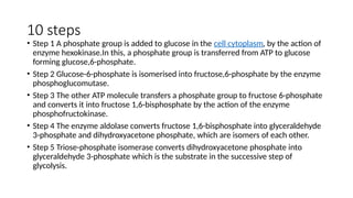 Presentation on GLYCOLYSIS general biology.pptx