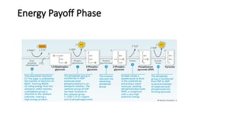 Presentation on GLYCOLYSIS general biology.pptx