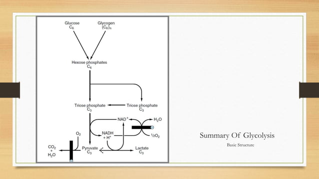 Glycolysis - Metabolic Pathway (Biochemistry) | PPT