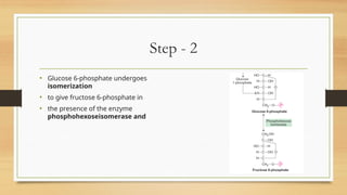 Glycolysis - Metabolic Pathway (Biochemistry) | PPTX