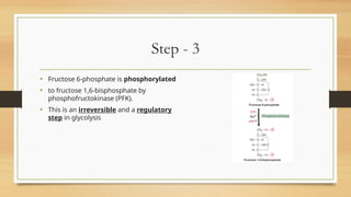 Glycolysis - Metabolic Pathway (Biochemistry) | PPTX