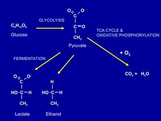 GLYCOLYSIS presentatin bichemistry .ppt