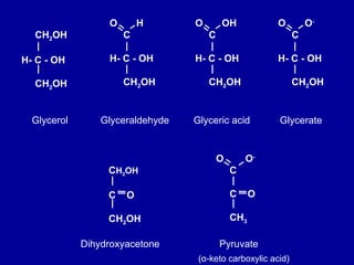 GLYCOLYSIS presentatin bichemistry .ppt