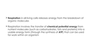 GLYCOLYSIS powerpoint presentation. Cellular respiration | PPTX