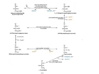 Glycolysis aerobic and anaerobic pathyway | PDF
