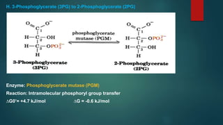 Glycolysis | PPTX