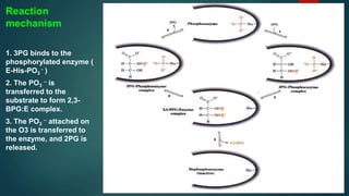 Glycolysis | PPTX