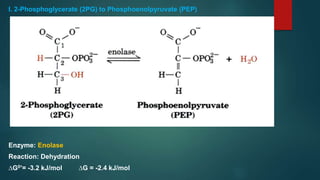 Glycolysis | PPTX