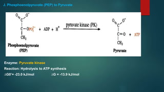 Glycolysis | PPTX