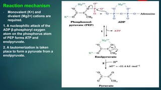 Glycolysis | PPTX | Chemistry | Science