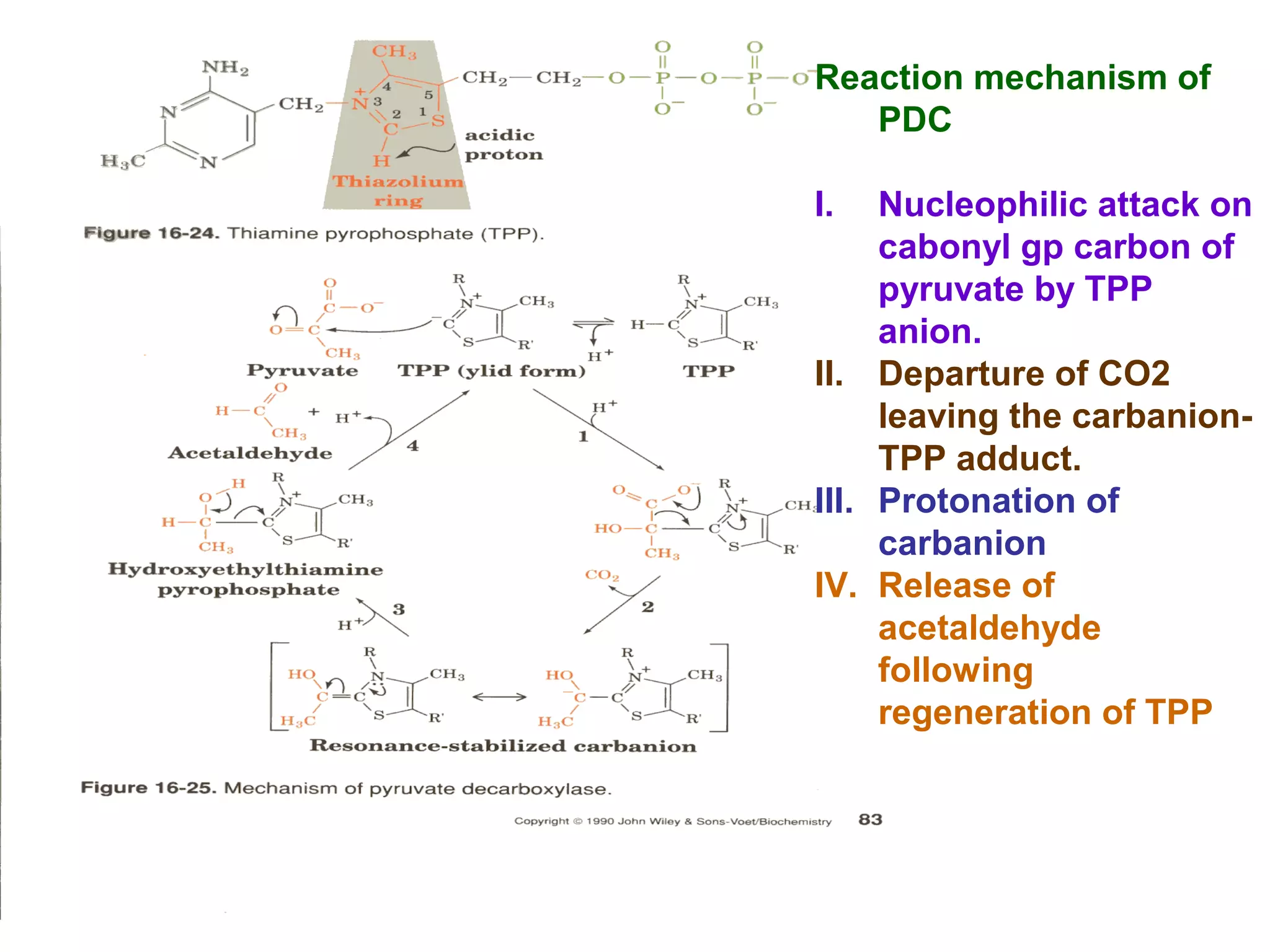glycolysis-ppt.pdf