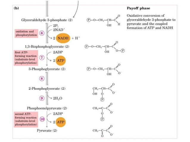 glycolysis-ppt.pdf