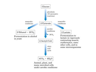glycolysis-ppt.pdf