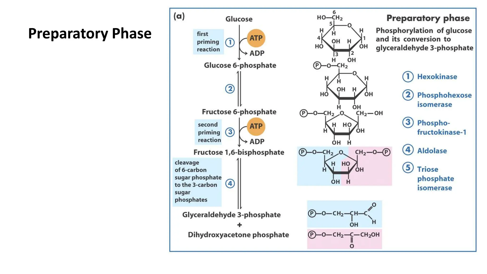 Glucose catabolism glycolysis in detail.ppt