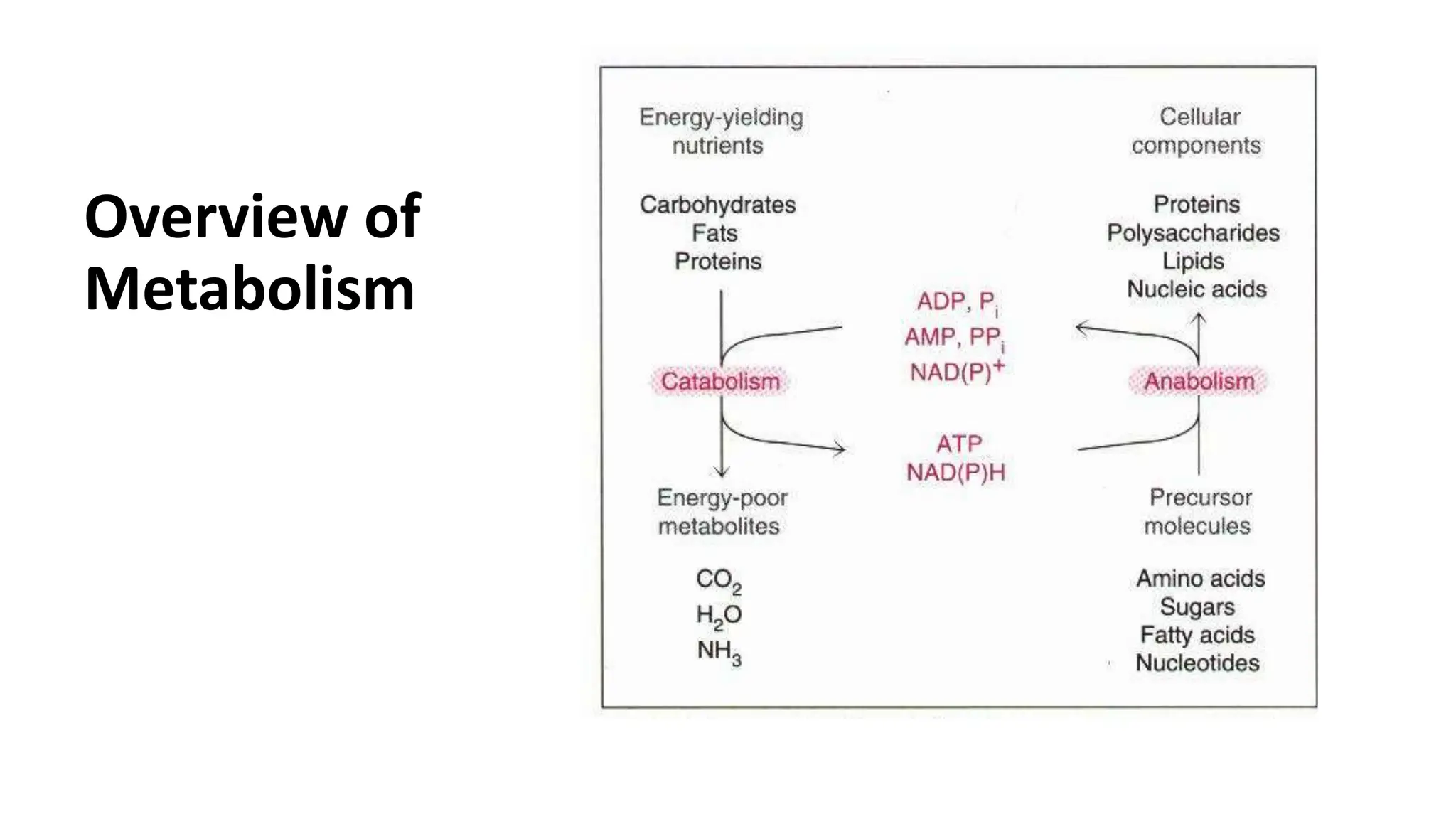 Glucose catabolism glycolysis in detail.ppt