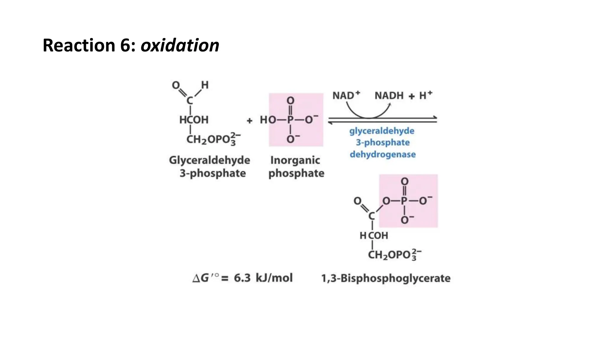 Glucose catabolism glycolysis in detail.ppt