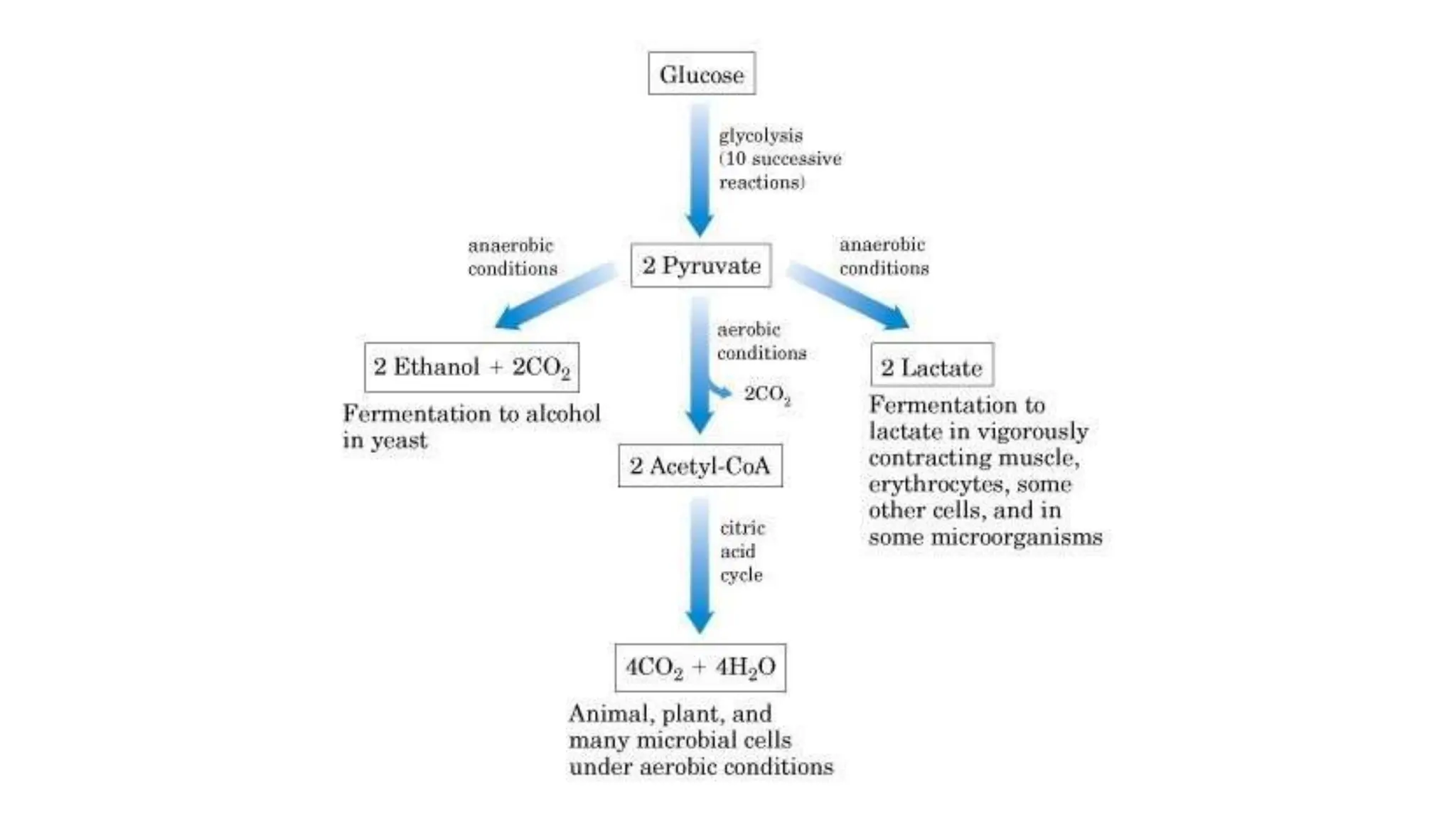 Glucose catabolism glycolysis in detail.ppt