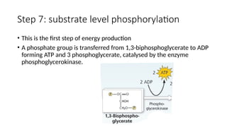 Glycolysis HVYDVCB (1).pptx