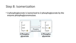 Glycolysis HVYDVCB (1).pptx | Free Download