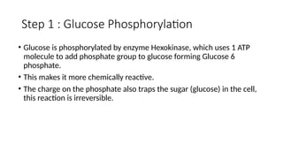 Glycolysis HVYDVCB (1).pptx | Free Download