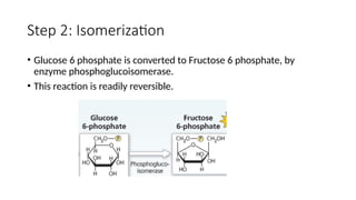 Glycolysis HVYDVCB (1).pptx | Free Download
