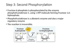 Glycolysis HVYDVCB (1).pptx | Free Download