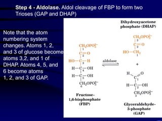 Glycolysis1 - Copy.ppt