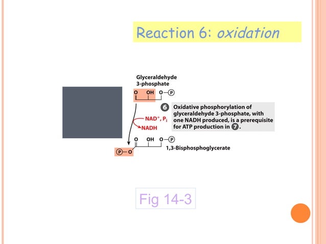 glycolysis power point presentation by qa | PPT