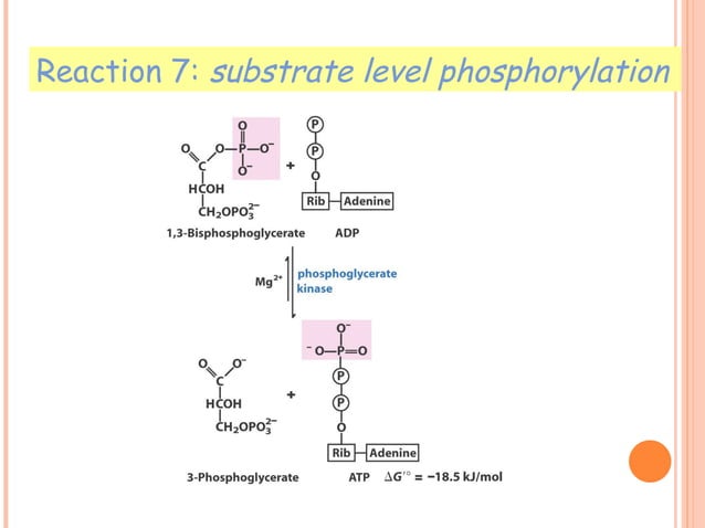 glycolysis power point presentation by qa | PPT