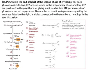 Glycolysis and glucose metabolism 21 SEPT 24.pptx