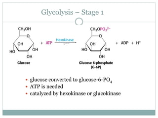 Oxidation Reduction Reactions Of Glycolysis