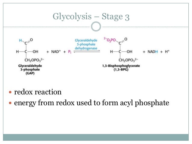Glycolysis - Glucose oxidation