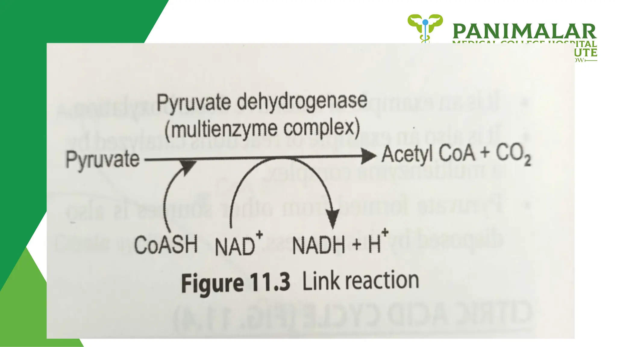 glycolysis AHS 2023.pptx glycolysis AHS 2023.pptx