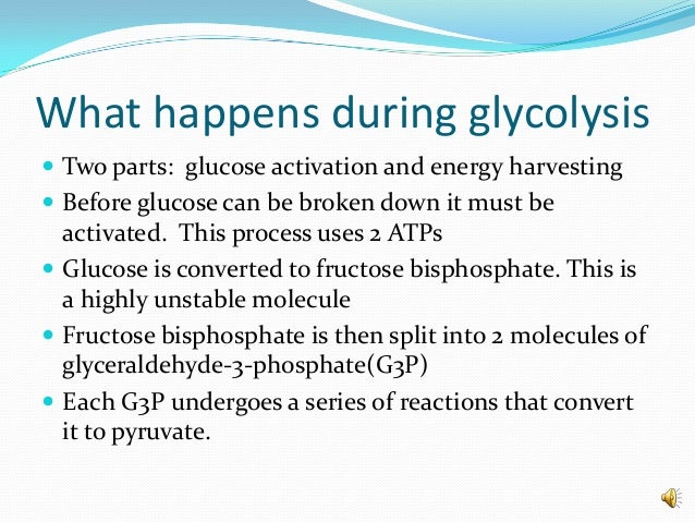 Glycolysis And Cellular Respiration Bio Ii 1 1recording