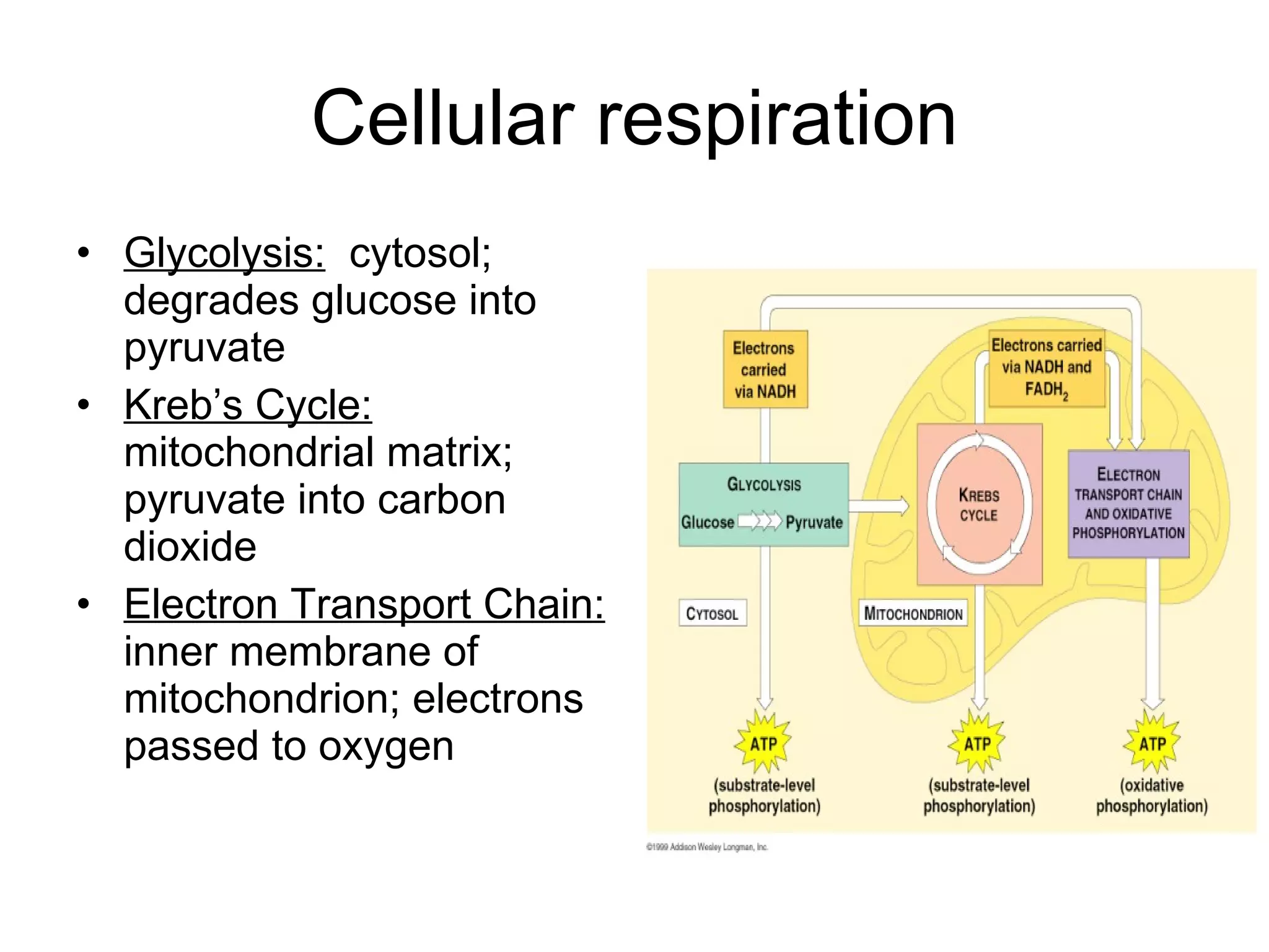 Glycolysis And Fermentation | PPT