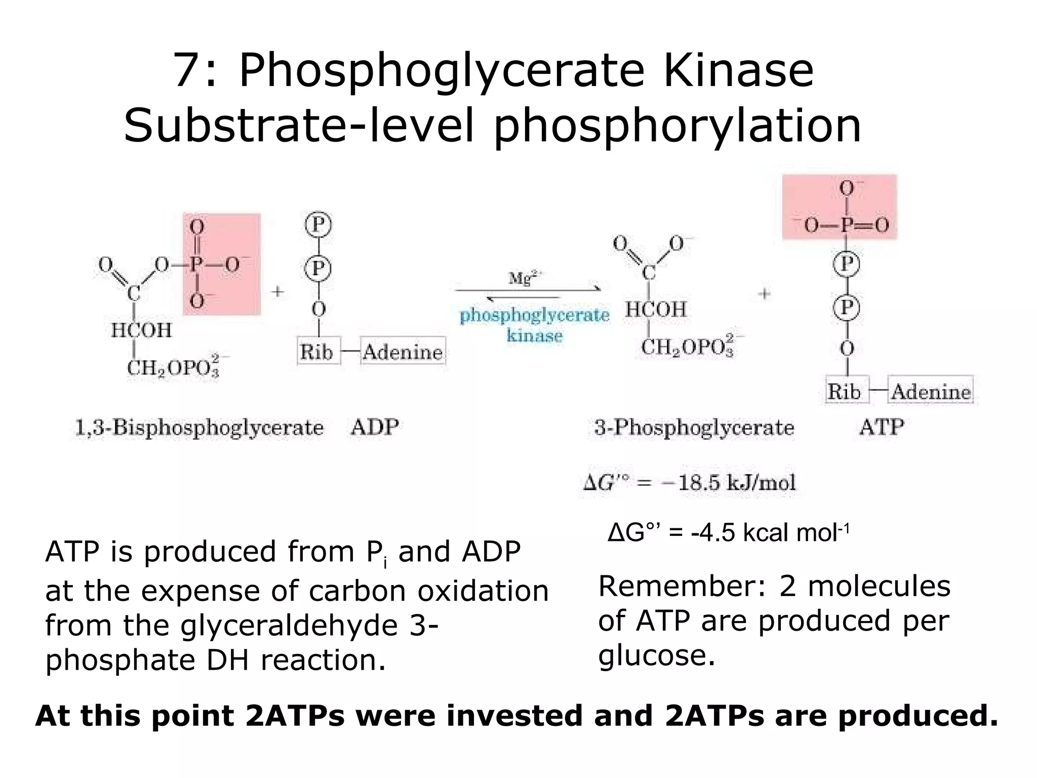 Glycolysis And Fermentation | PPT
