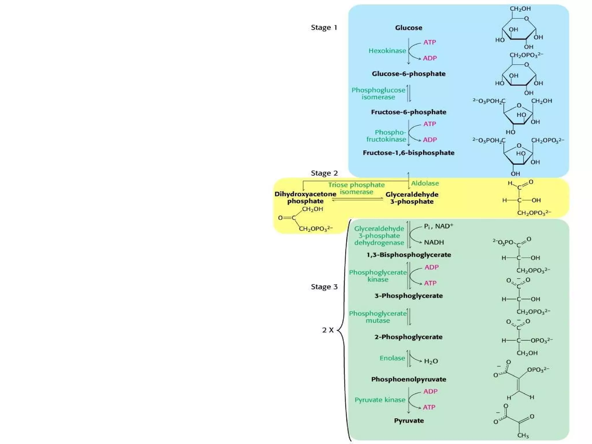 Glycolysis And Fermentation | PPT