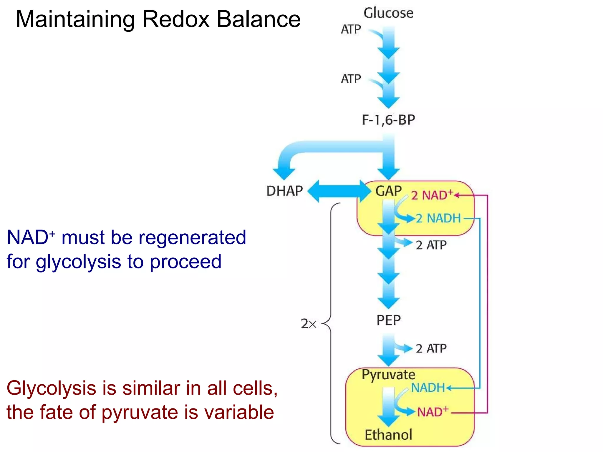 Glycolysis And Fermentation | PPT