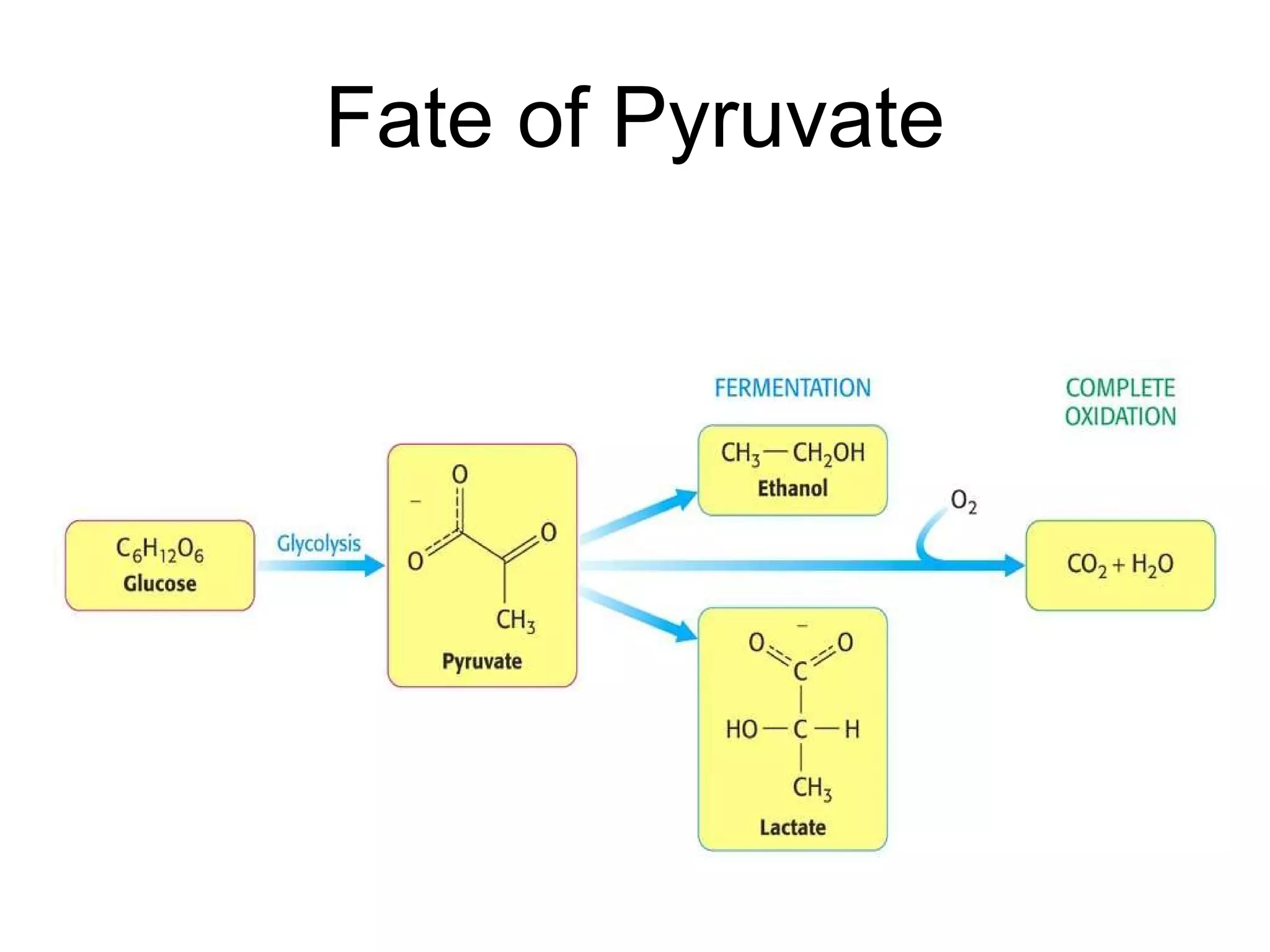Glycolysis And Fermentation | PPT