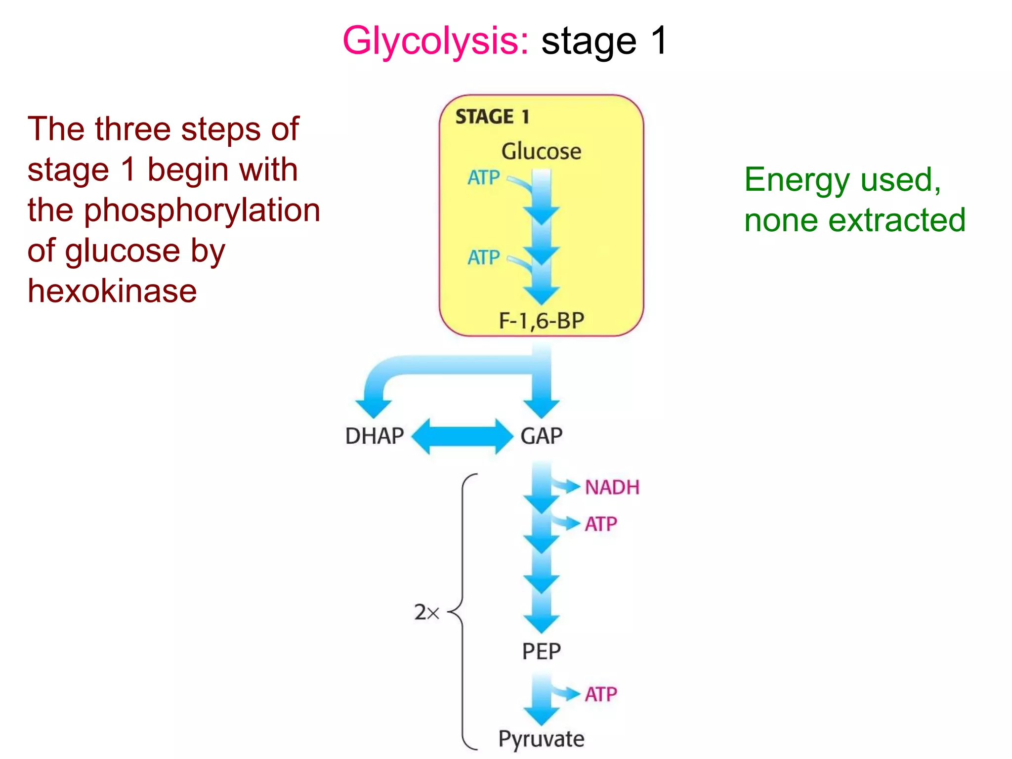 Glycolysis And Fermentation | PPT