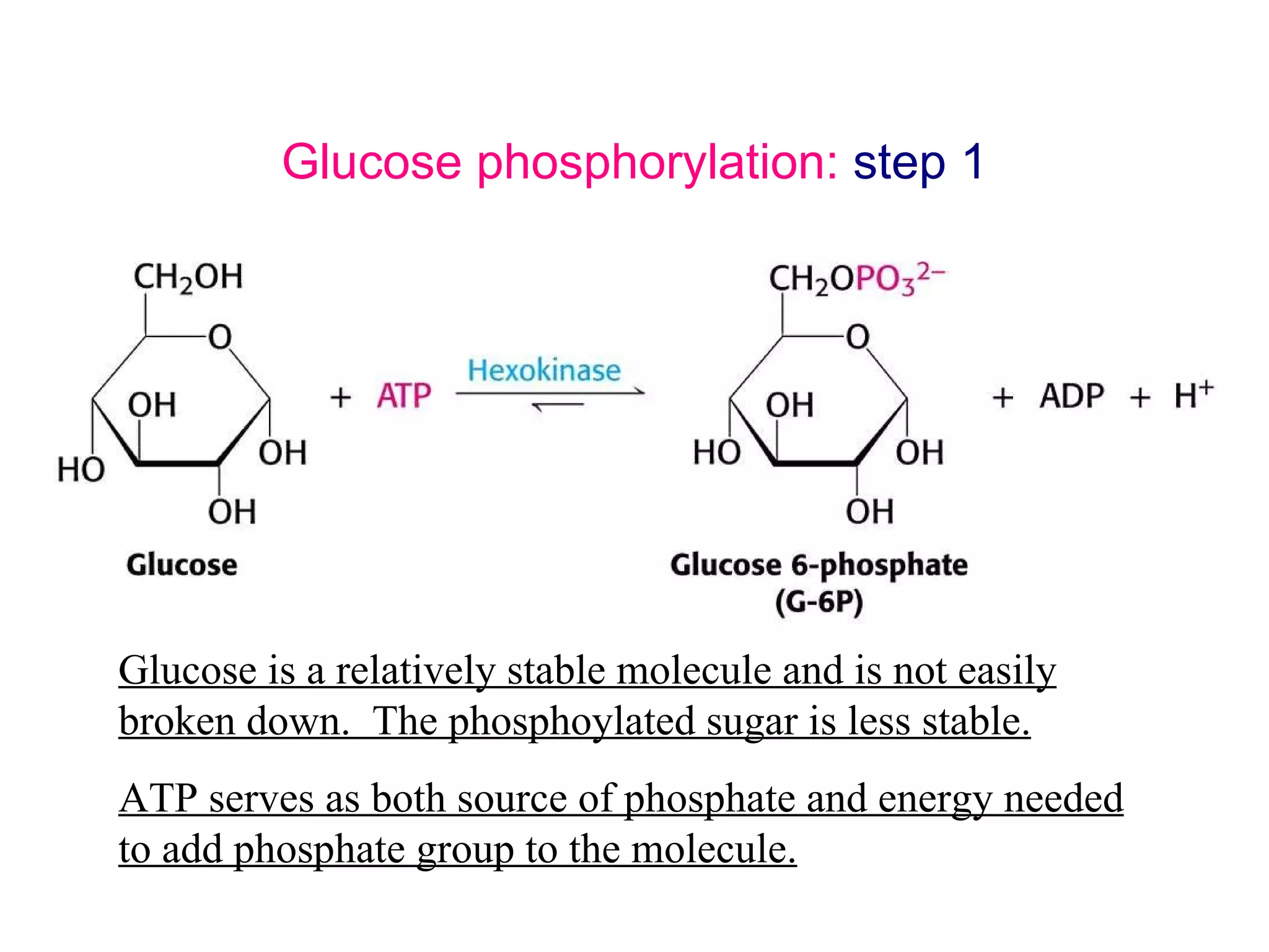 Glycolysis And Fermentation | PPT
