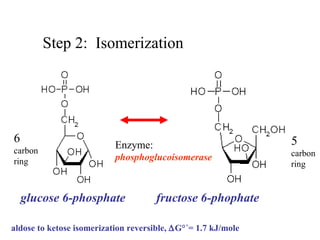 Glycolysis And Fermentation | PPT